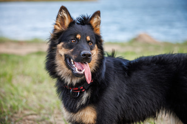 The Bohemian Shepherd: Unveiling the Charismatic Charm of a Czech Herd ...