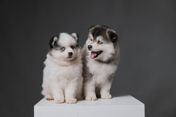The Pomsky: The Adorable Mix of Pomeranian Fluff and Husky Spirit ...