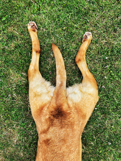 Understanding Swimmer's Tail in Dogs: Causes, Symptoms, and Treatment ...